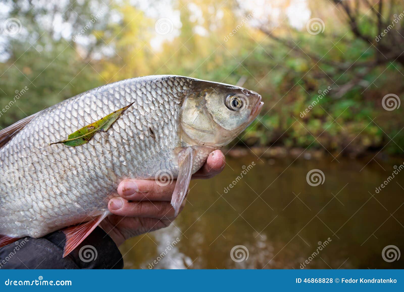 Big Orfe in Fisherman S Hand Stock Photo - Image of silver, predatory ...