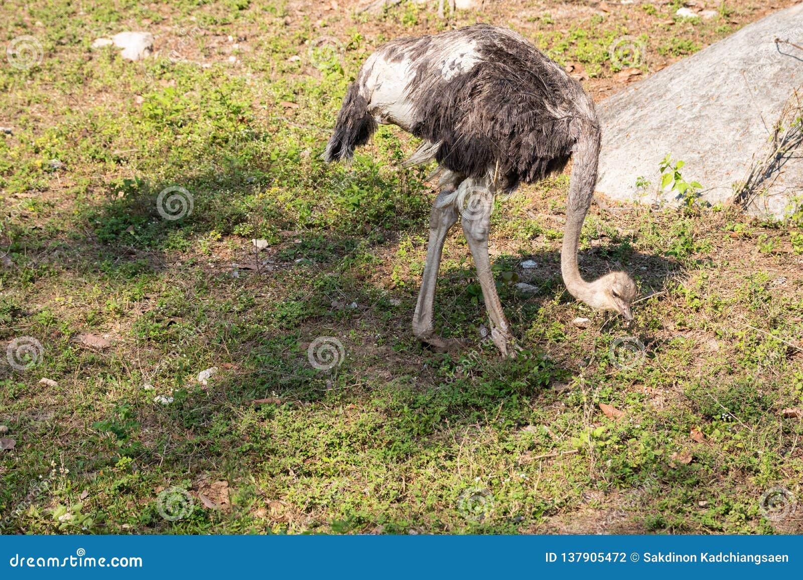 Big ostrich Bird stock photo. Image of thailand, garden - 137905472