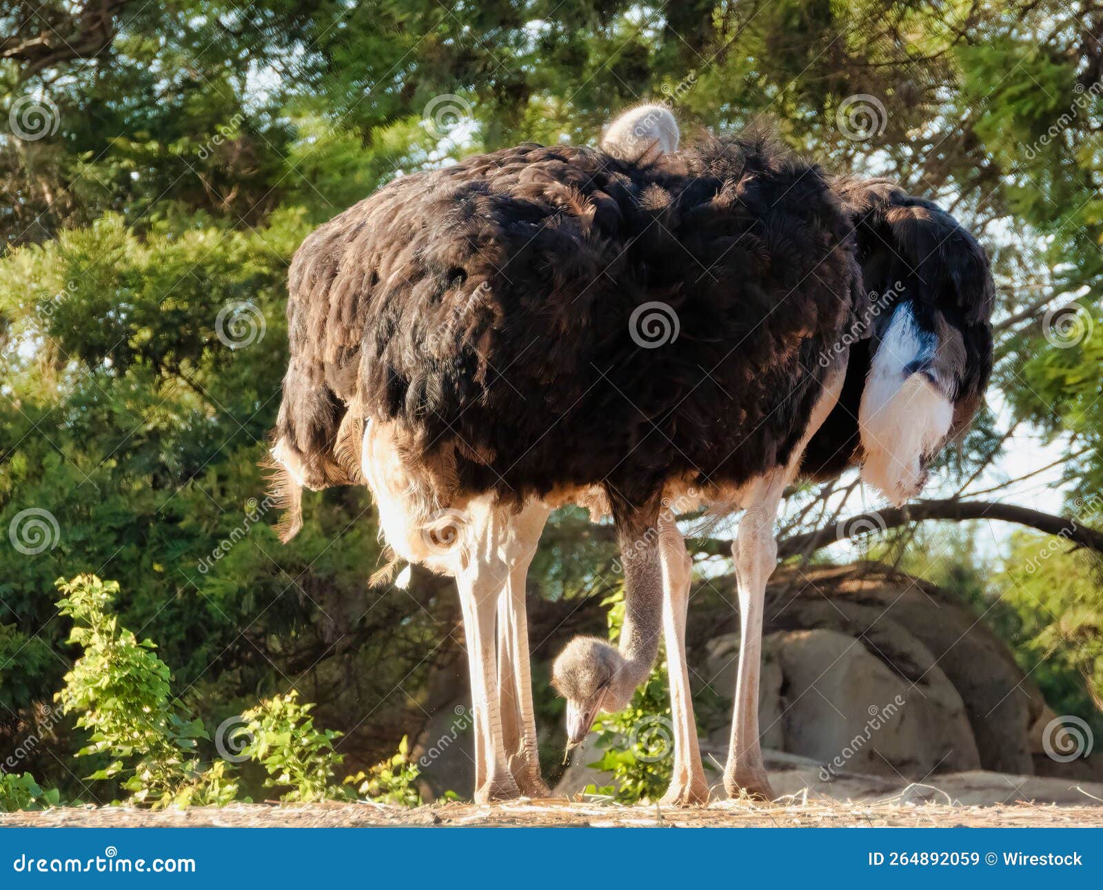 Big Ostrich in the Park in the Background of Trees Stock Image - Image ...