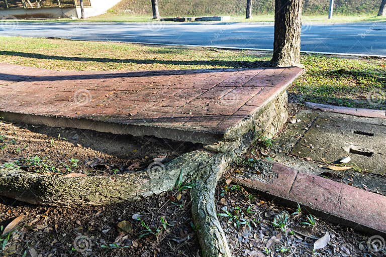 Big Overgrown Root from Tree Destroy Pavement Sidewalk Stock Image ...