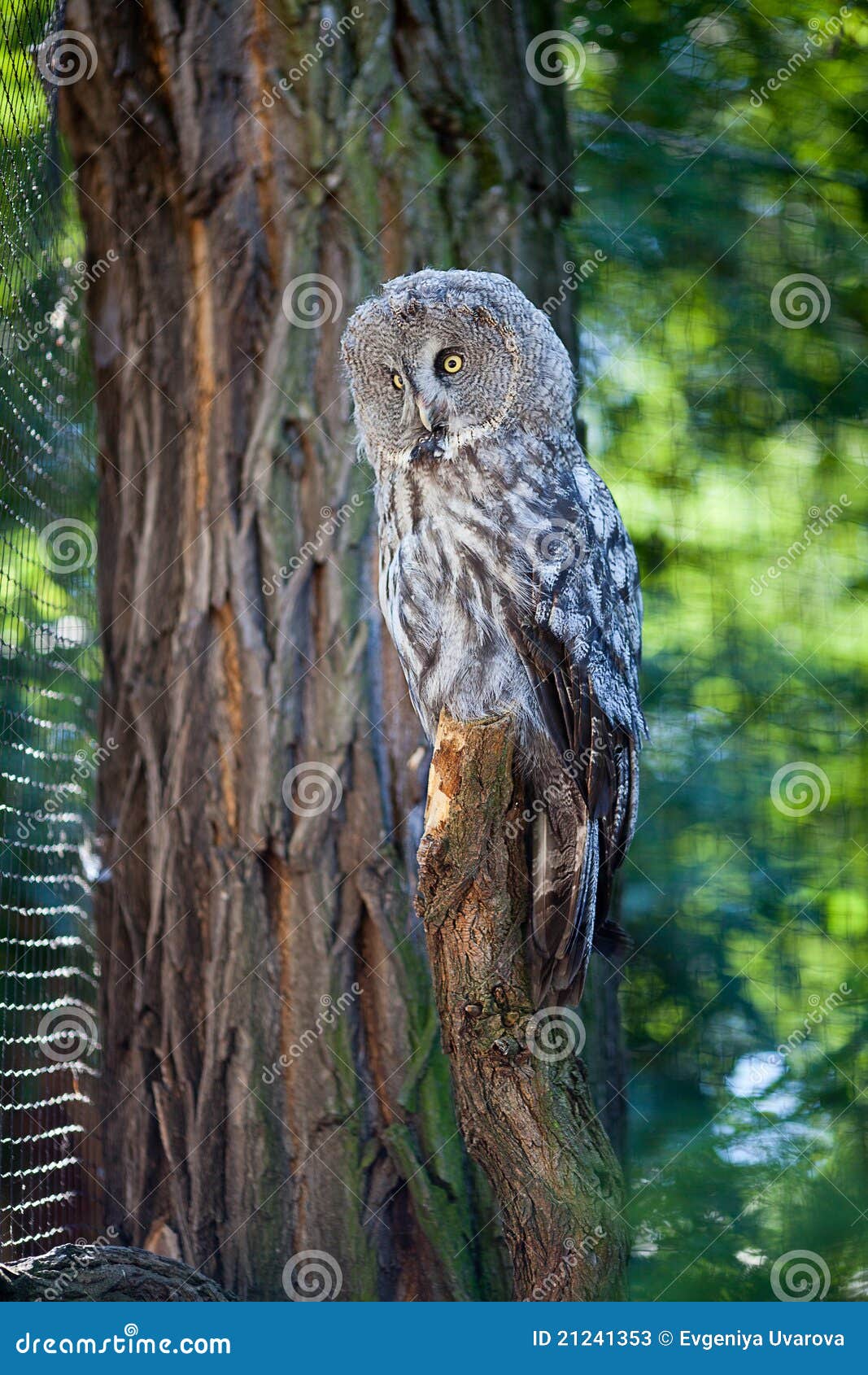 Big owl stock image. Image of grass, beauty, plumage - 21241353