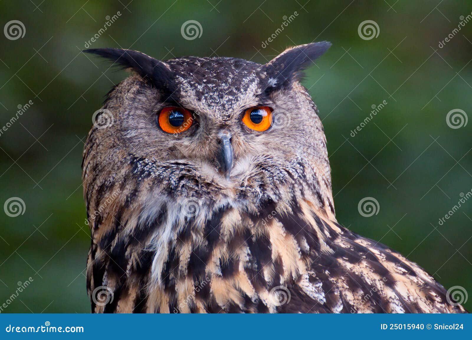 Big owl stock photo. Image of isolated, face, raptor - 25015940