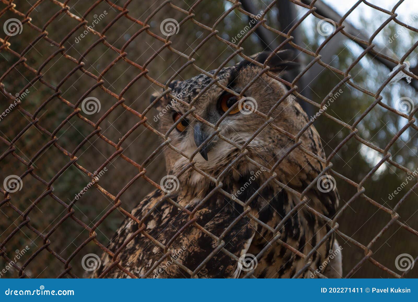 Owl Behind Bars Stock Photos - Free & Royalty-Free Stock Photos from ...