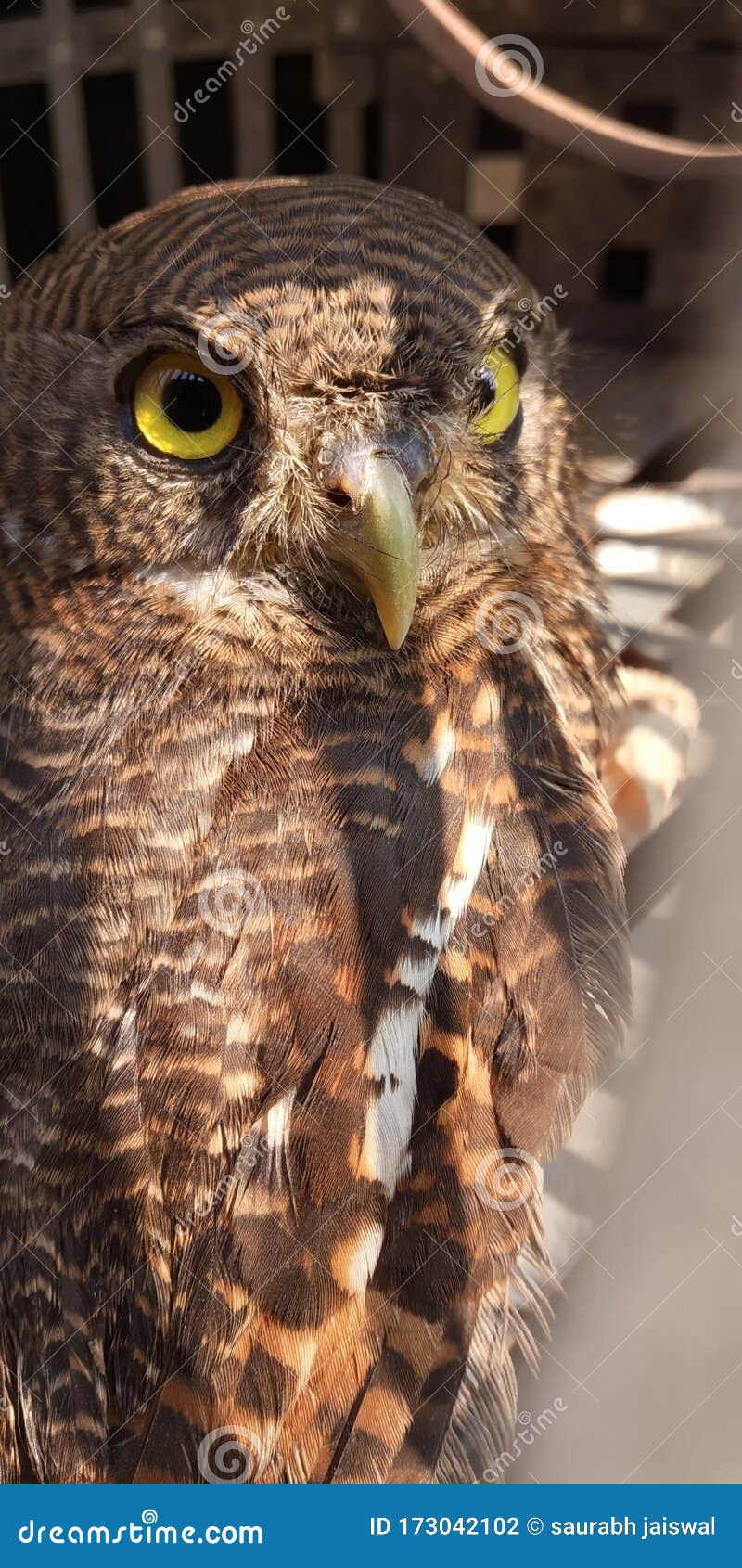 Big owl in cage stock photo. Image of cage, beautiful - 173042102