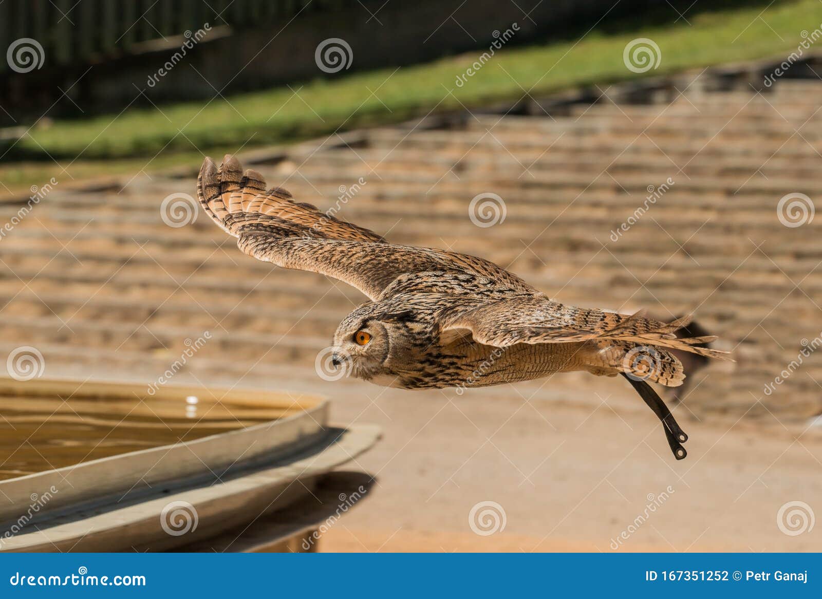 Big Owl Flying Low by Pool of Water Stock Photo - Image of avian ...