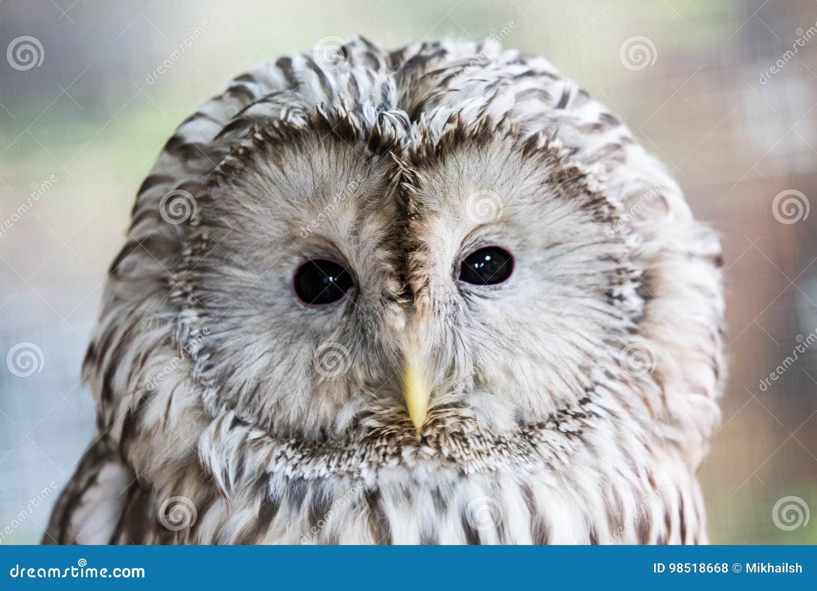 Big owl head close up stock photo. Image of brown, background - 98518668