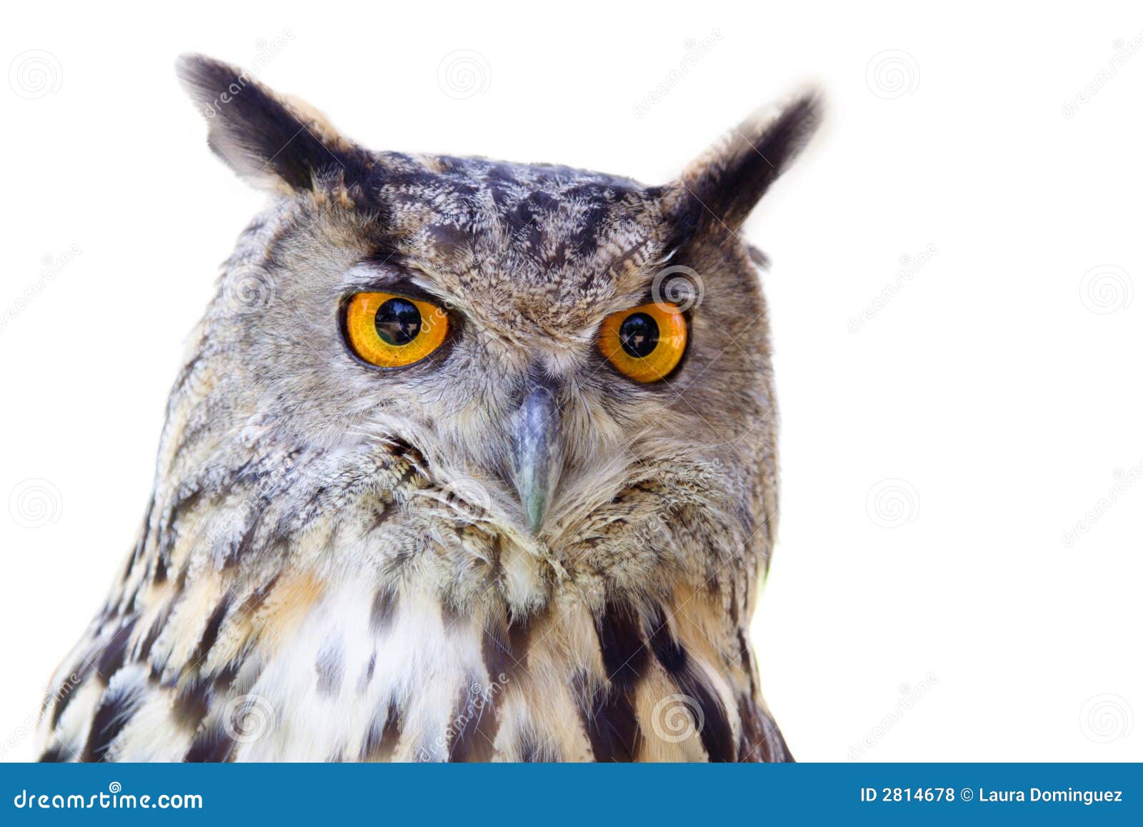 Big owl isolated stock photo. Image of profile, vision - 2814678