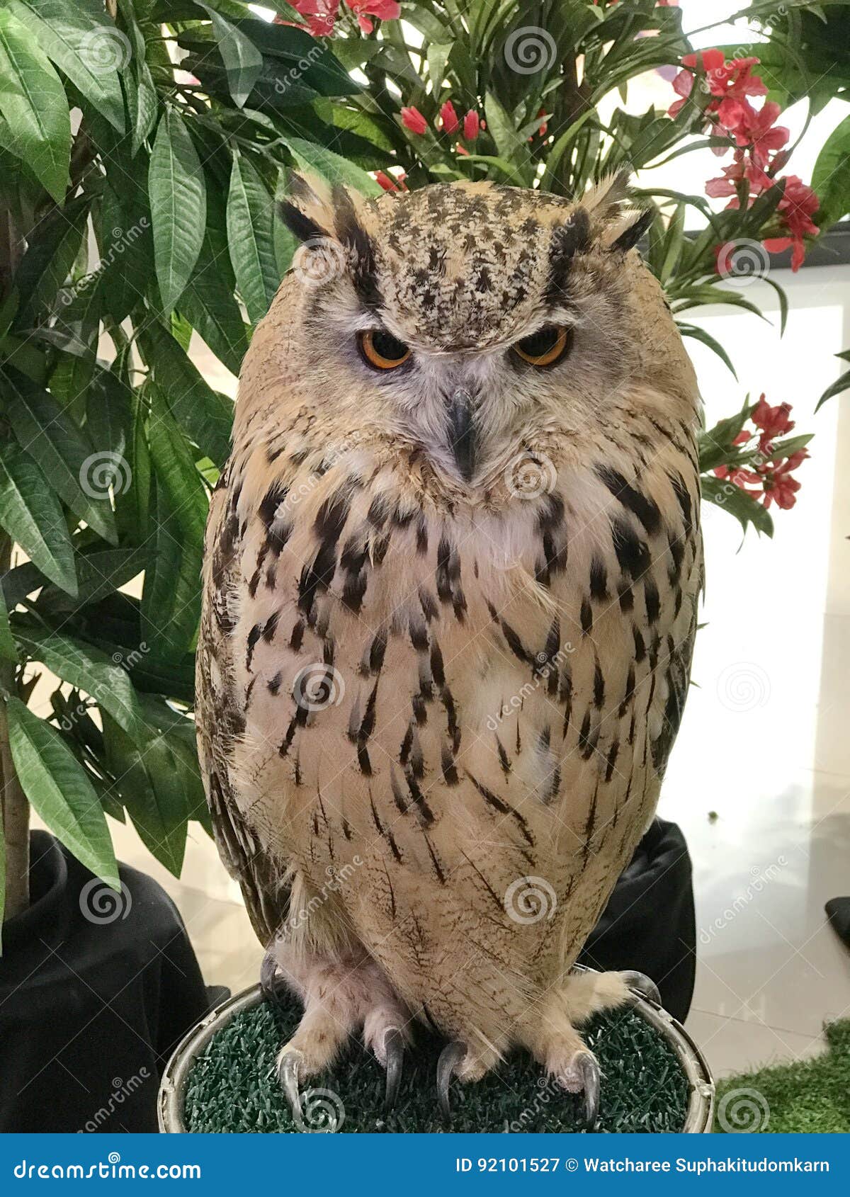 A big owl. stock image. Image of nature, night, avian - 92101527