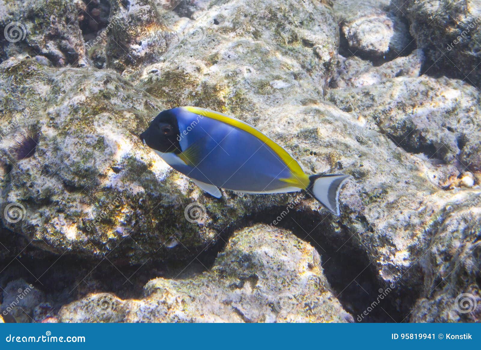 Big Pack of Tropical Fishes Over a Coral Reef Stock Image - Image of ...