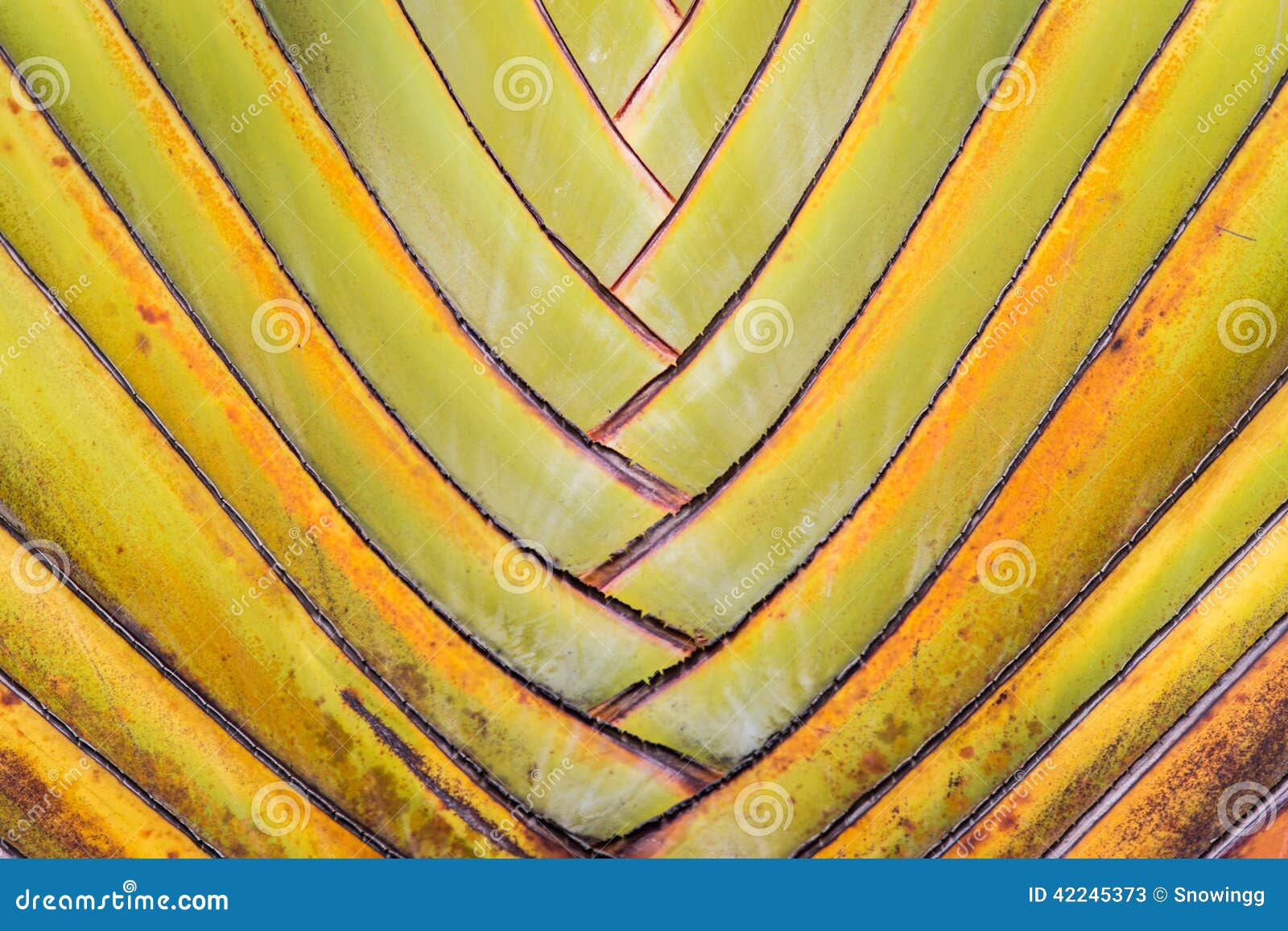 Big Palm Folding Branches Abstract Closeup Stock Image - Image of ...