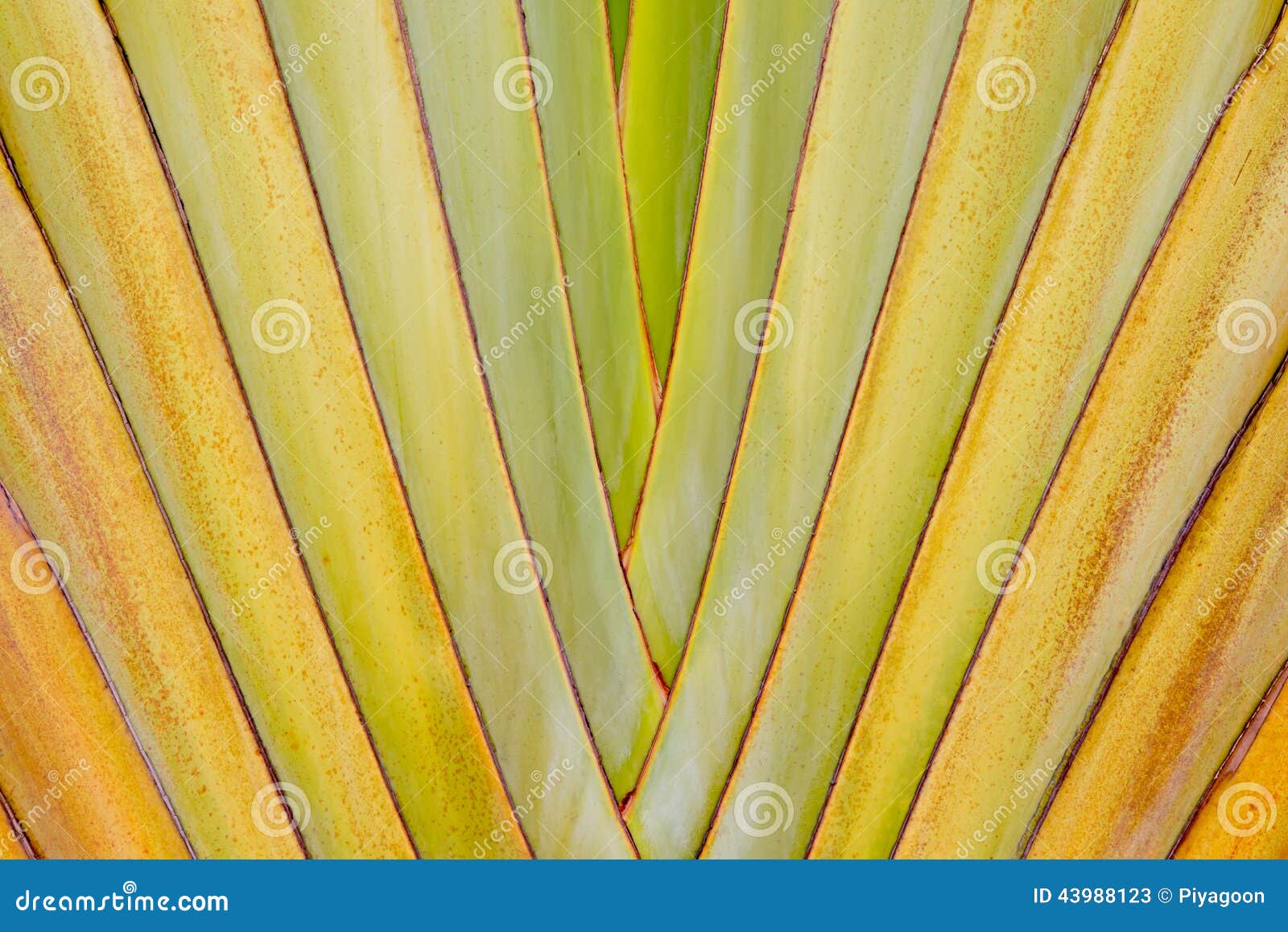 721 Folding Palm Stock Photos - Free & Royalty-Free Stock Photos from ...
