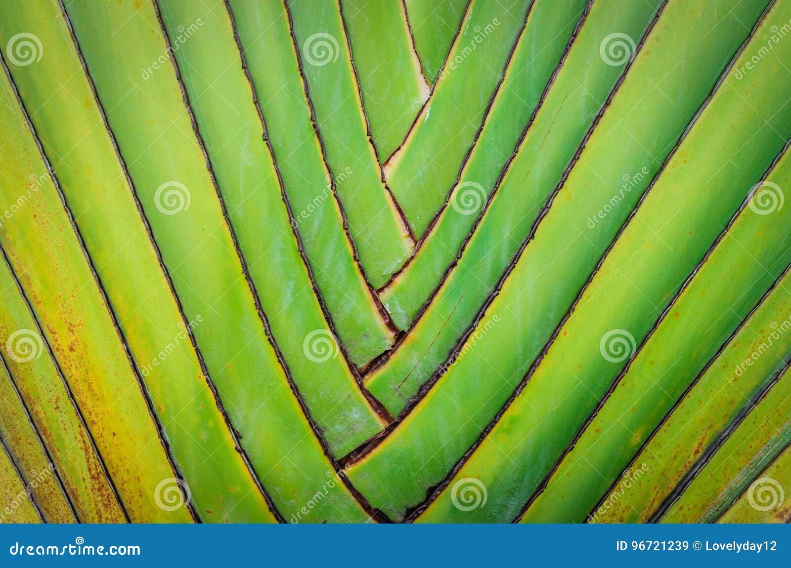Big Palm Folding Branches Pattern Texture Background Stock Image ...