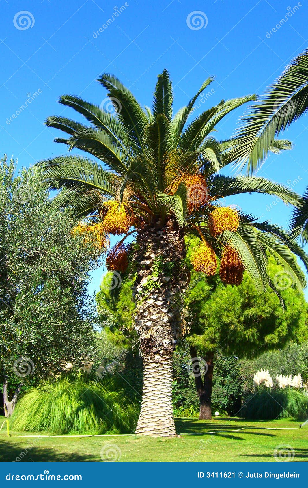 Big palm in greece stock image. Image of blue, plant, nature - 3411621