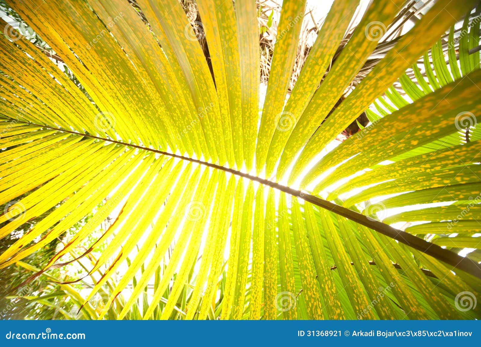Big palm leaf stock image. Image of sunshine, exotic - 31368921