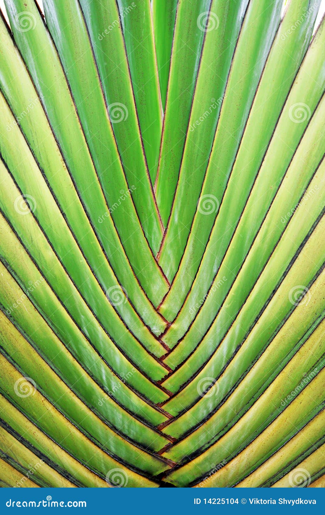 Big palm tree leaf stock photo. Image of back, love, garden - 14225104