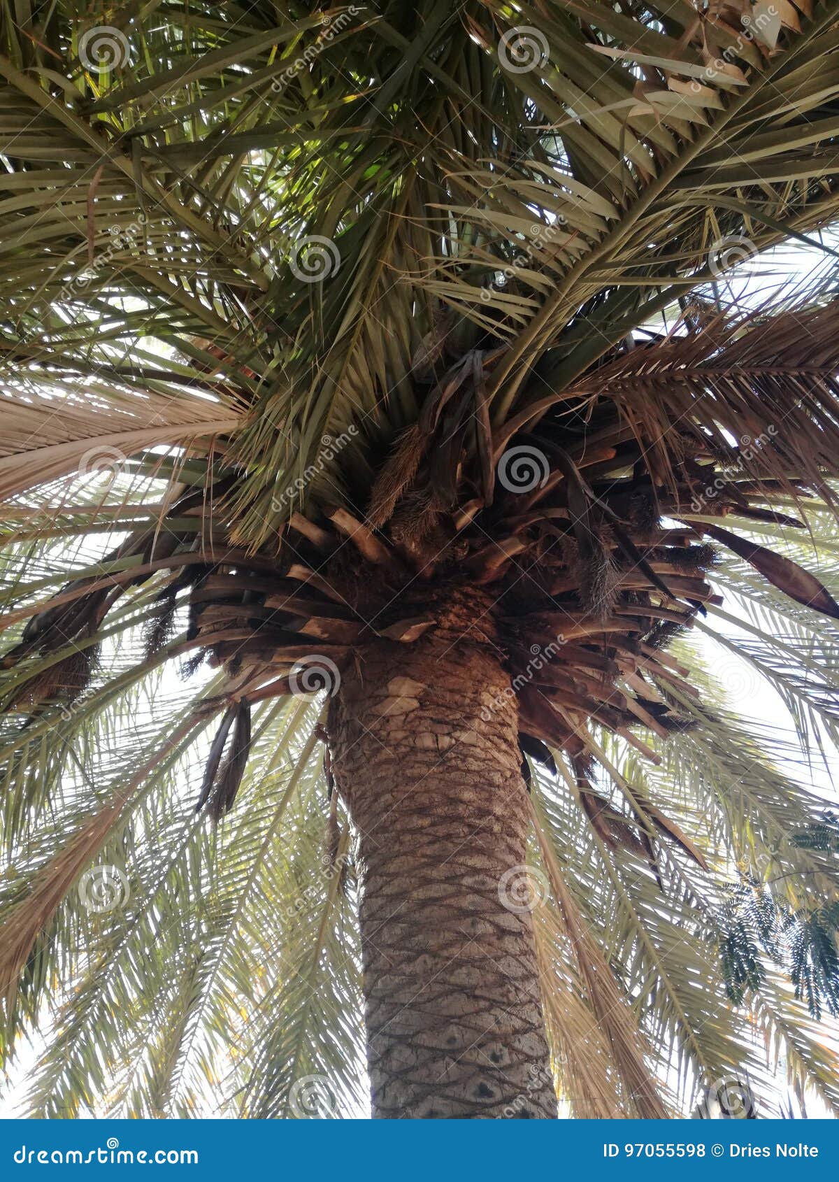 Big palm tree stock photo. Image of nature, trees, relax - 97055598