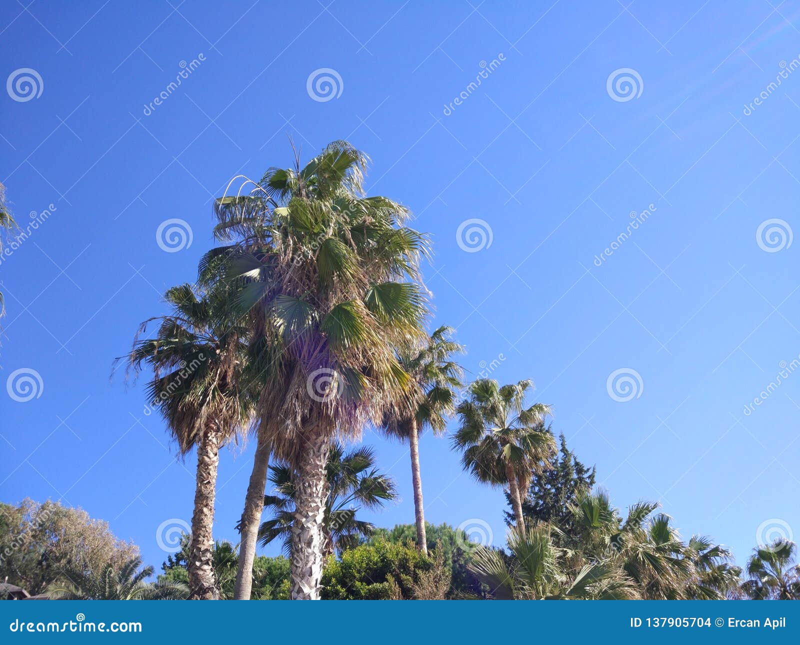 Big Palmier Trees on the Beach Stock Photo - Image of clouds, garden ...