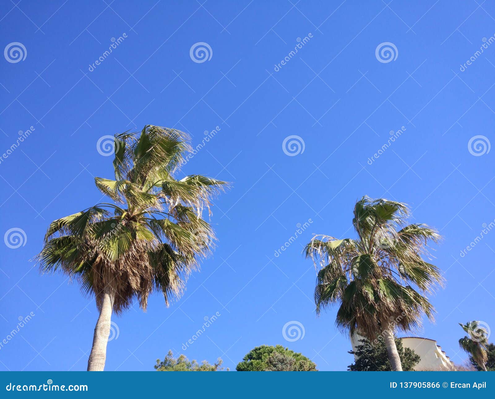 Big Palmier Trees on the Beach Stock Photo - Image of juicing, green ...
