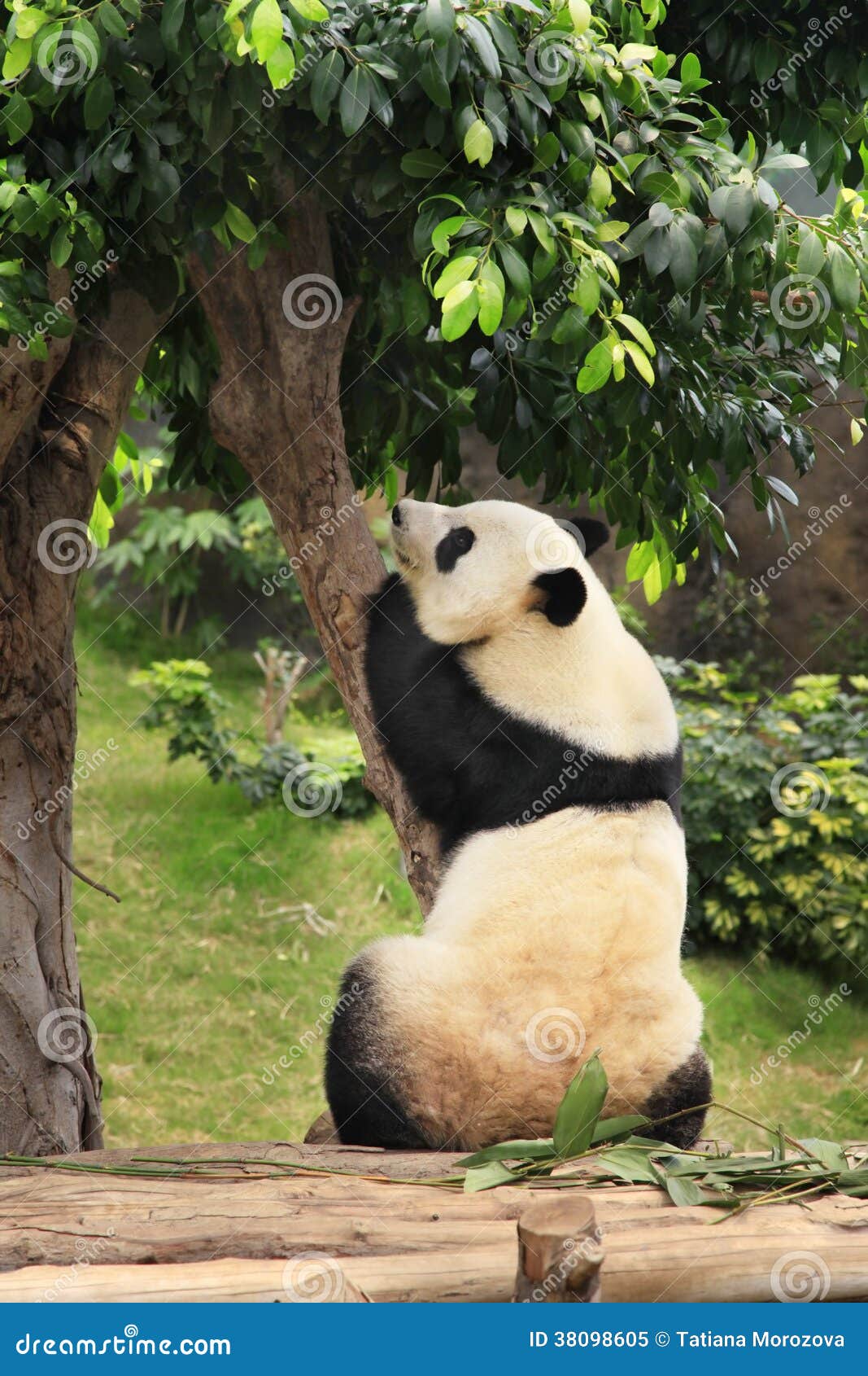 Big panda stock image. Image of furry, china, greenery - 38098605