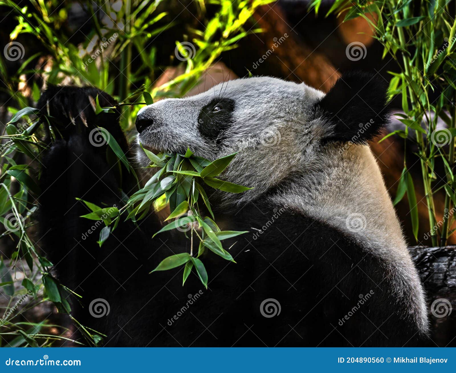 Big panda eats bamboo 1 stock photo. Image of club, snarl - 204890560