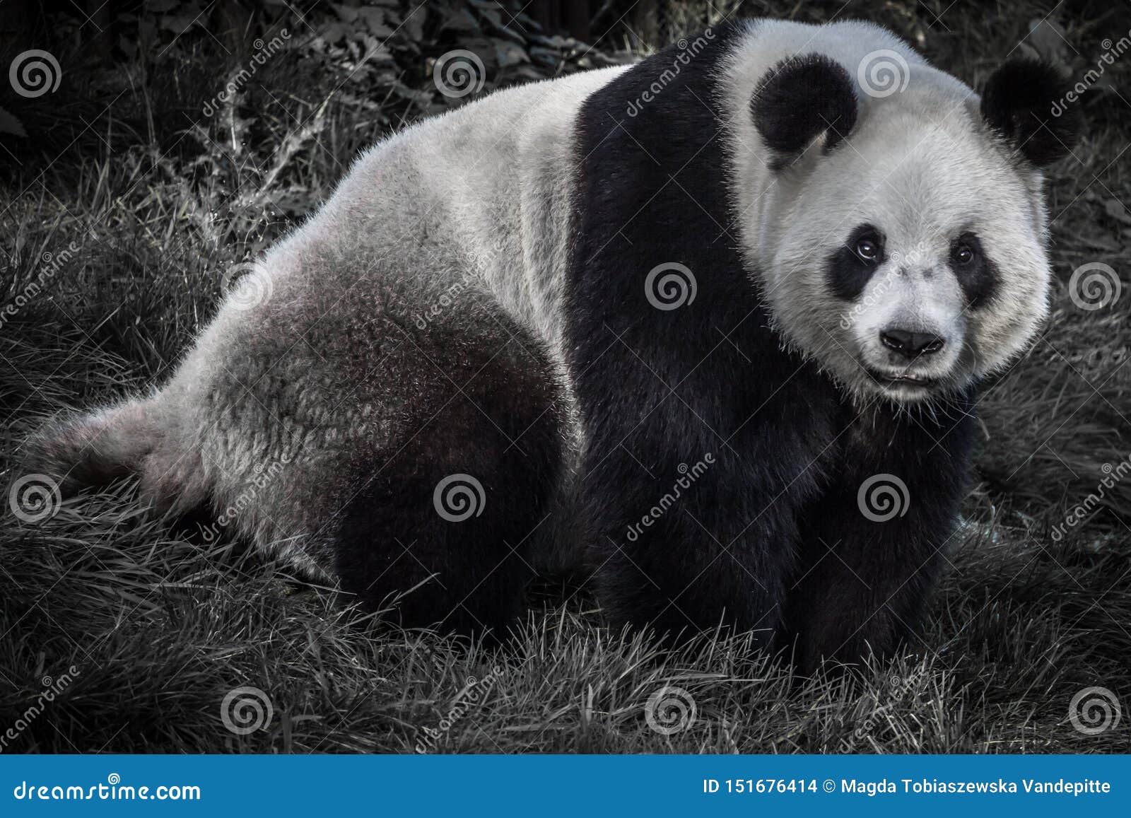 Big panda stock photo. Image of black, pandabear, wildlife - 151676414