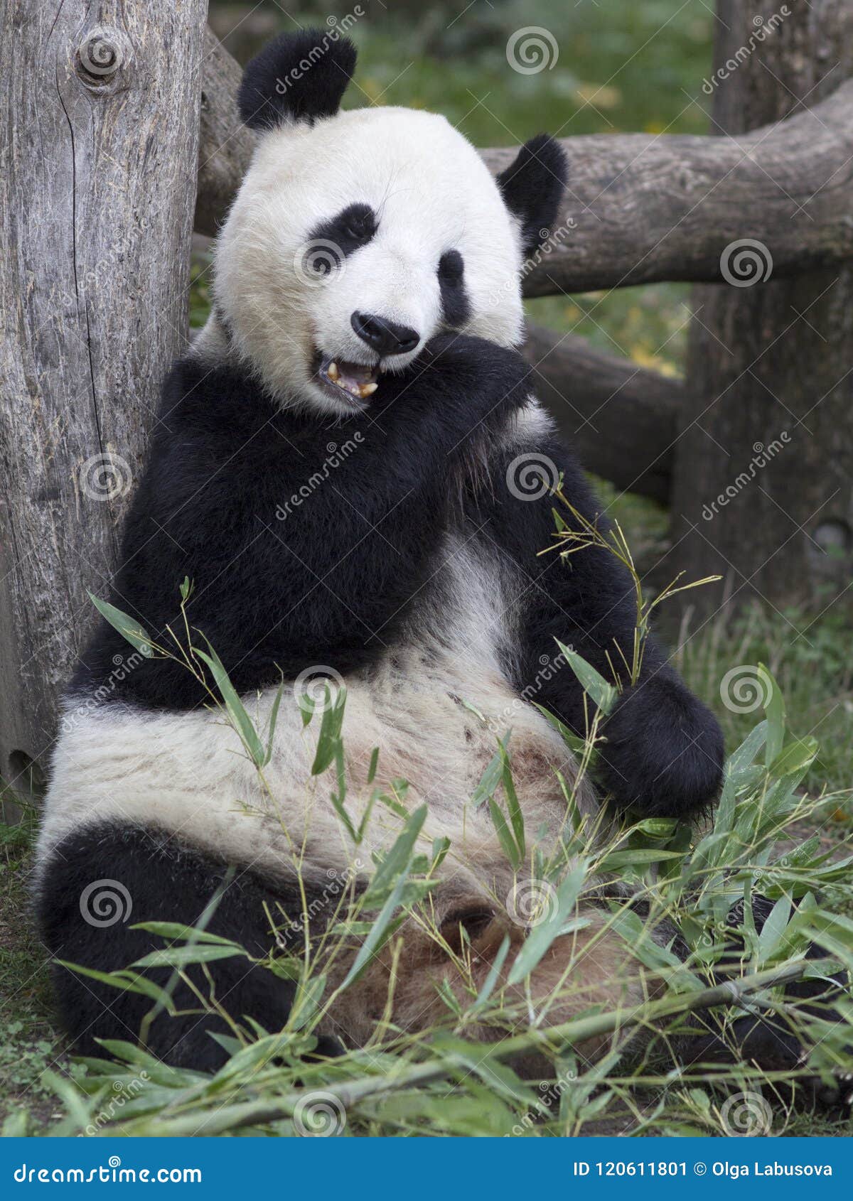 Big Panda at the Vienna Zoo, Austria Stock Image - Image of eating ...