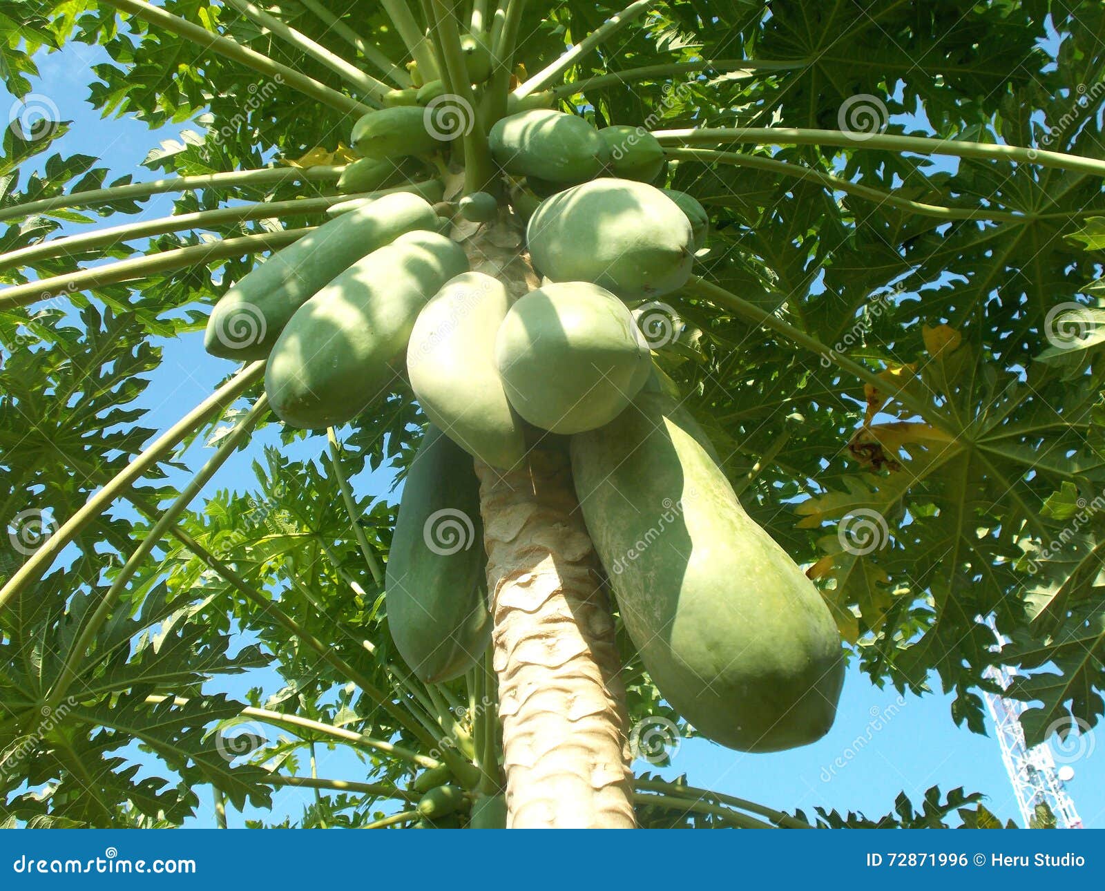 Big Papaya Hanging on the Tree Stock Photo - Image of group, grow: 72871996