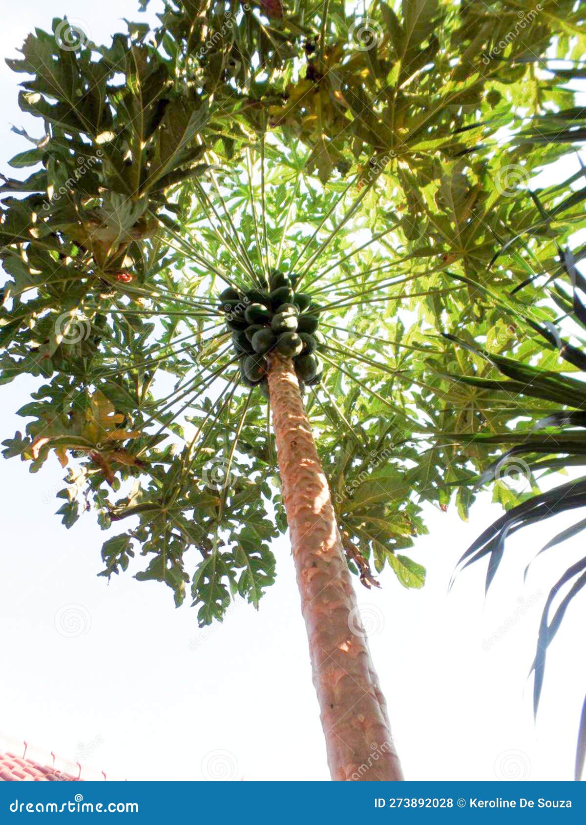 Big Papaya Tree Full of Fruits Stock Photo - Image of harvested, fruits ...