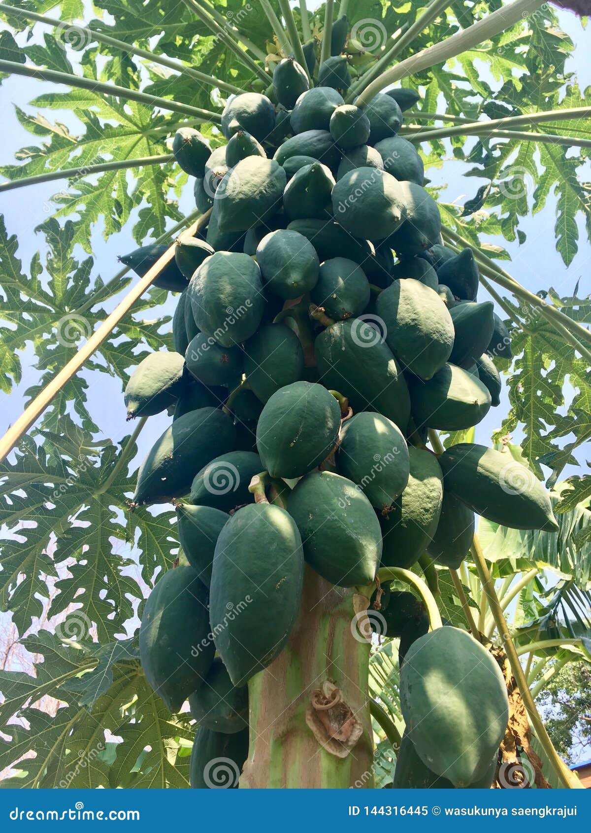 Big papaya tree stock image. Image of effect, tree, papaya - 144316445
