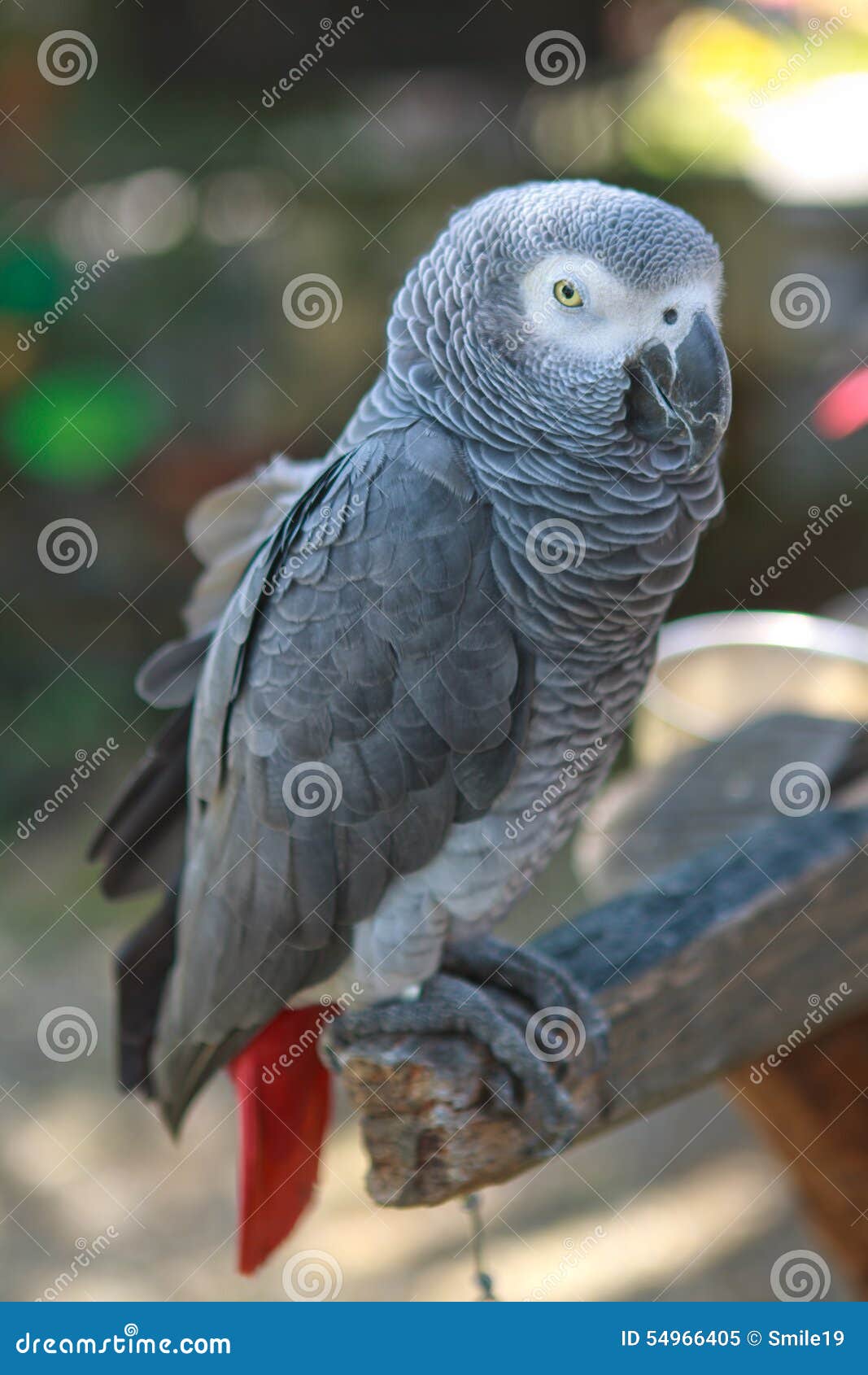 Big parrot stock image. Image of african, aves, feather - 54966405