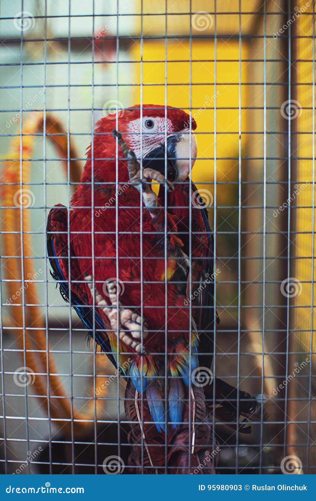 Big parrot in a cage stock image. Image of cacatua, standing - 95980903
