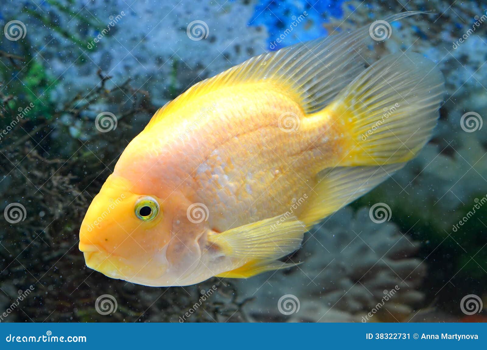 Big parrot fish stock image. Image of decorative, aquarium - 38322731