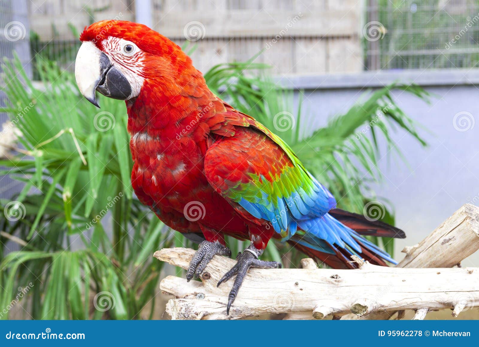 Big Parrot Macaw. a Big Bird in Bright Red Blue Green Lights. Stock ...