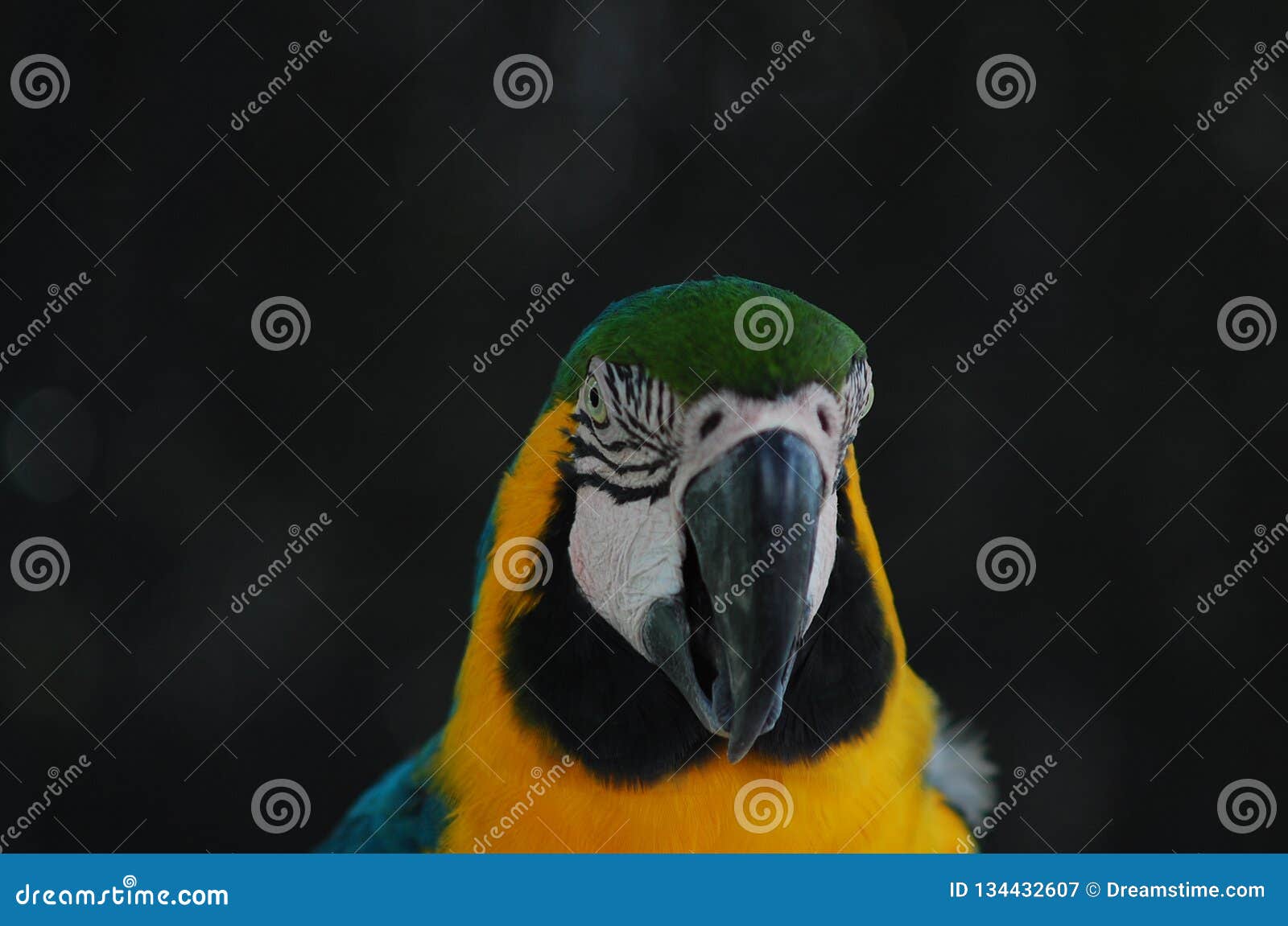 Big Parrot with Staring Eyes Stock Image - Image of cherry, beauty ...