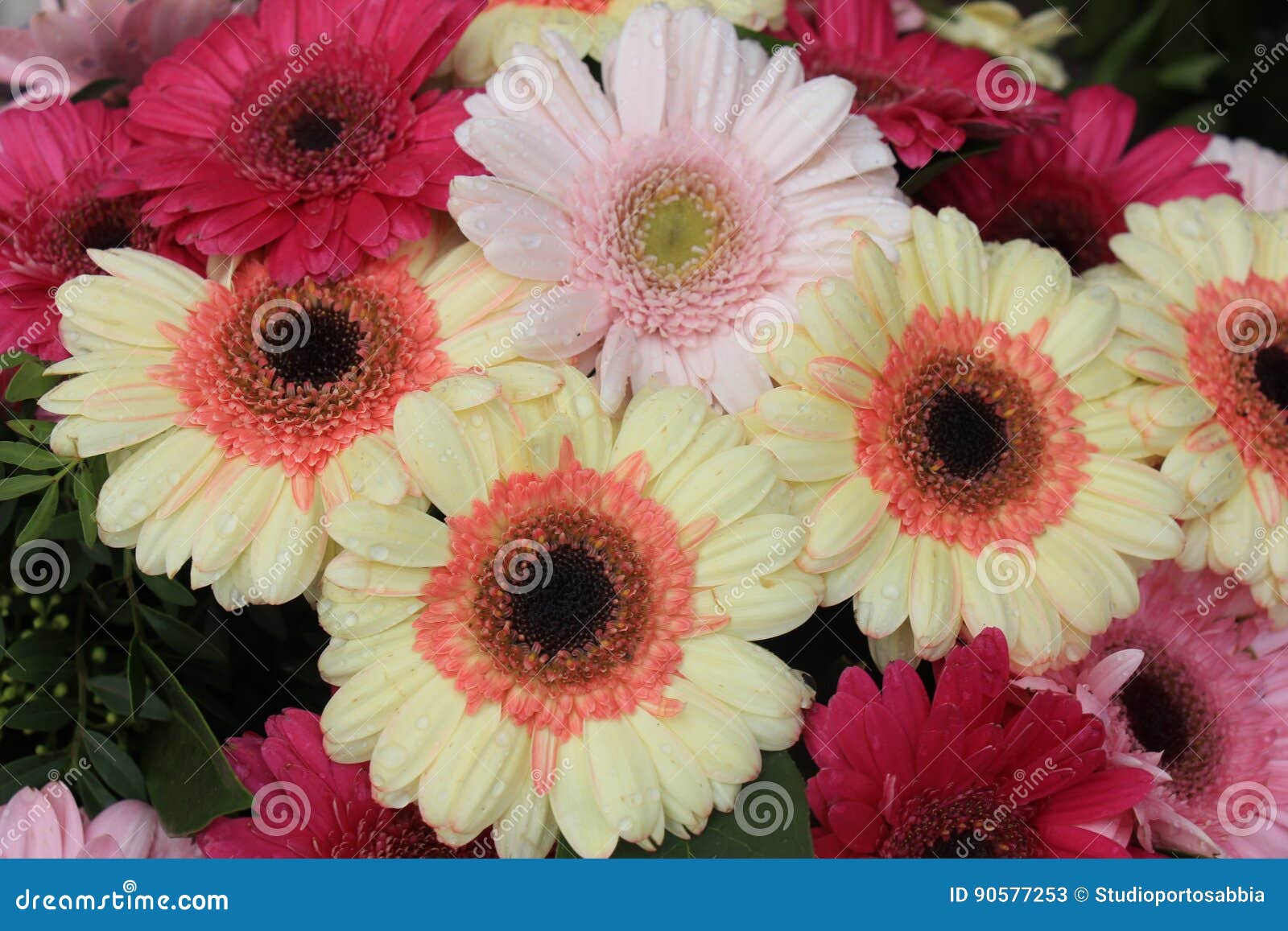 Big pastel gerbers stock image. Image of gerbers, floral - 90577253