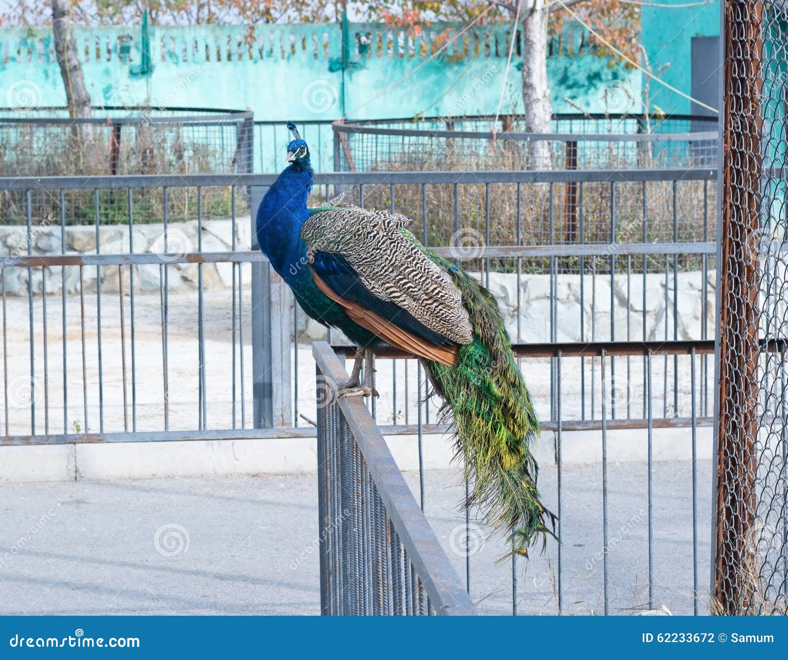 The big peacock stock photo. Image of bird, behavior - 62233672