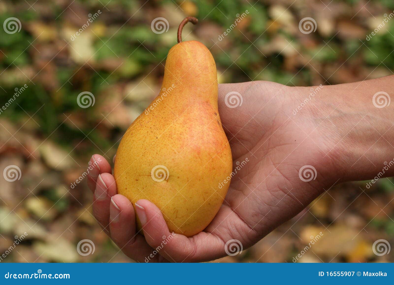 Big pear stock image. Image of hand, garden, harvest - 16555907