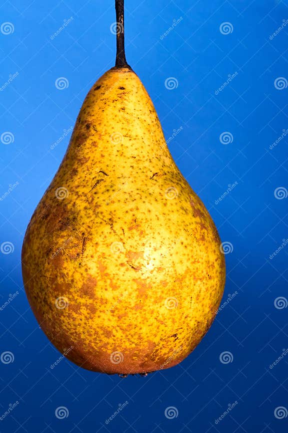 The big pear stock photo. Image of pear, orchard, food - 81409702