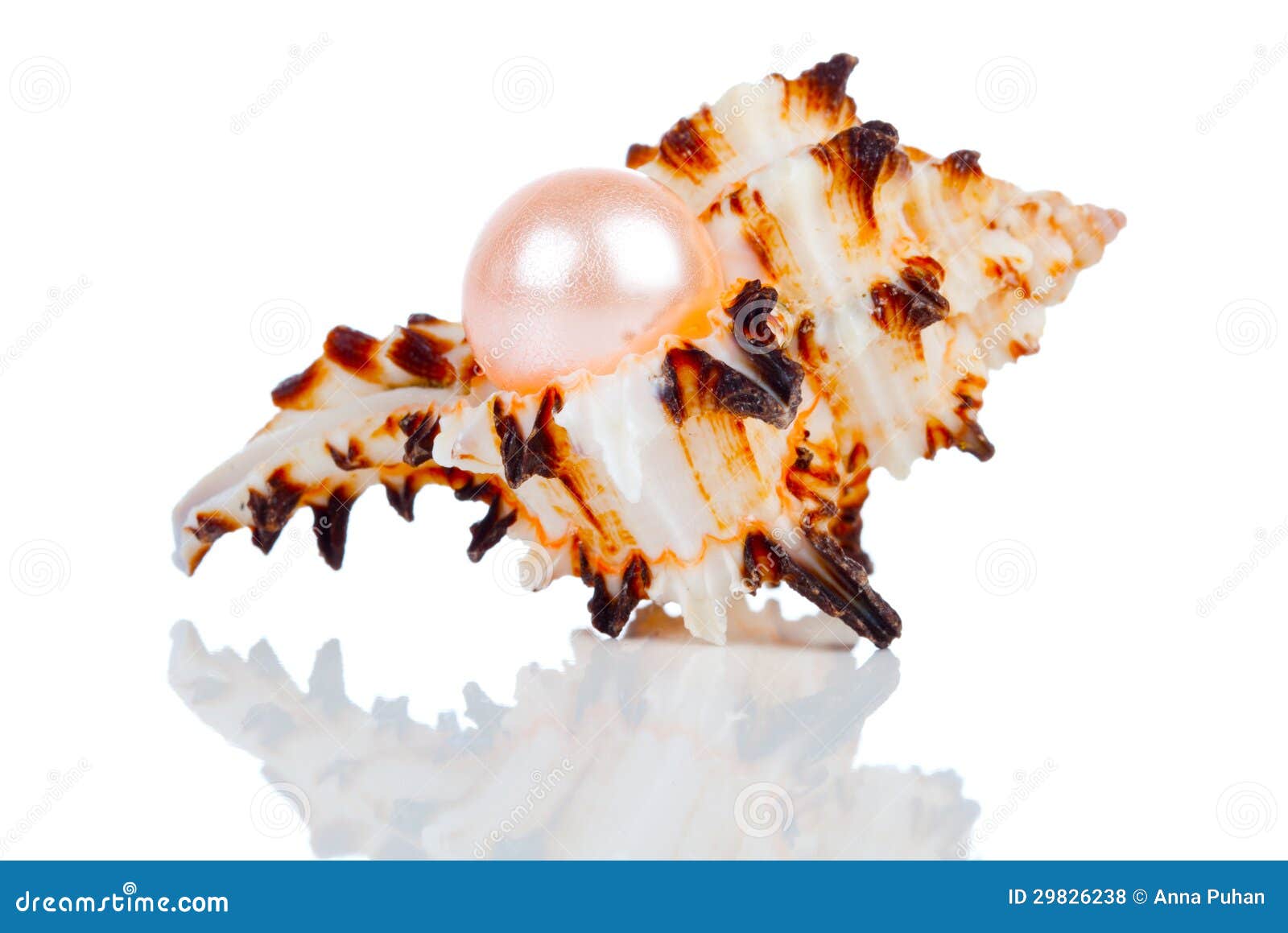 Big pearl in shell stock photo. Image of open, bivalve - 29826238
