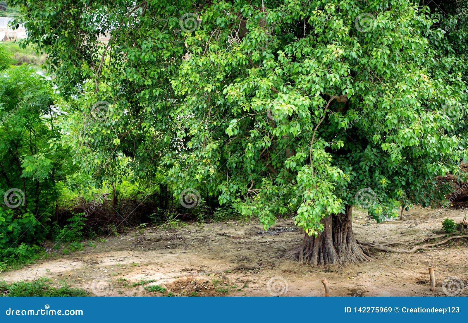 This is a big peepal tree. stock image. Image of forest - 142275969