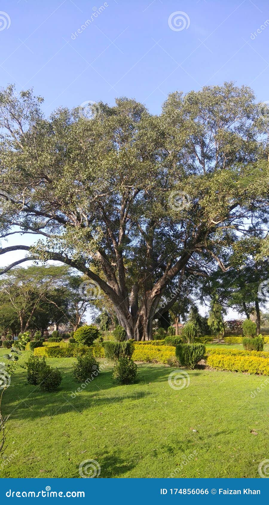 Peepal Tree Itis Also Known As The Bodhi Tree Peepul Tree Pipal Tree Or ...
