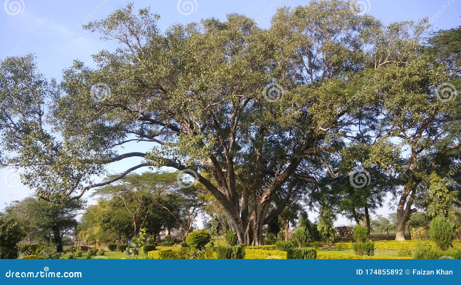 Big Peepal or Sacred Fig Tree in an Old Garden Stock Photo - Image of ...