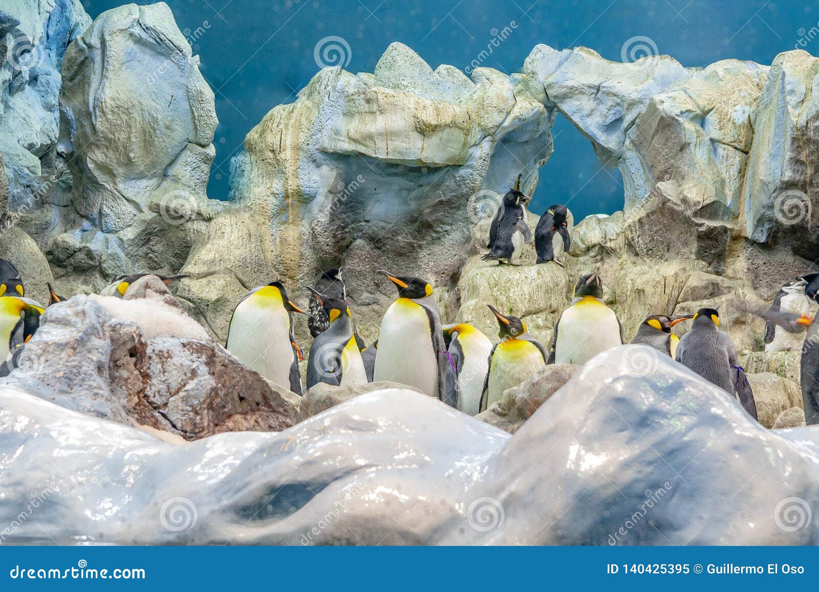 Big Penguin at the Zoo in Spain Stock Image - Image of grass, beach ...