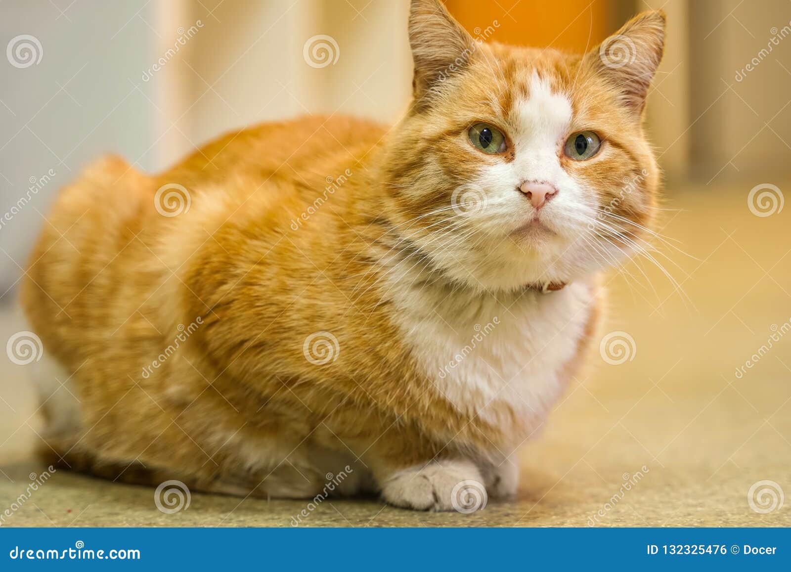 Big pensive ginger cat stock photo. Image of staring - 132325476