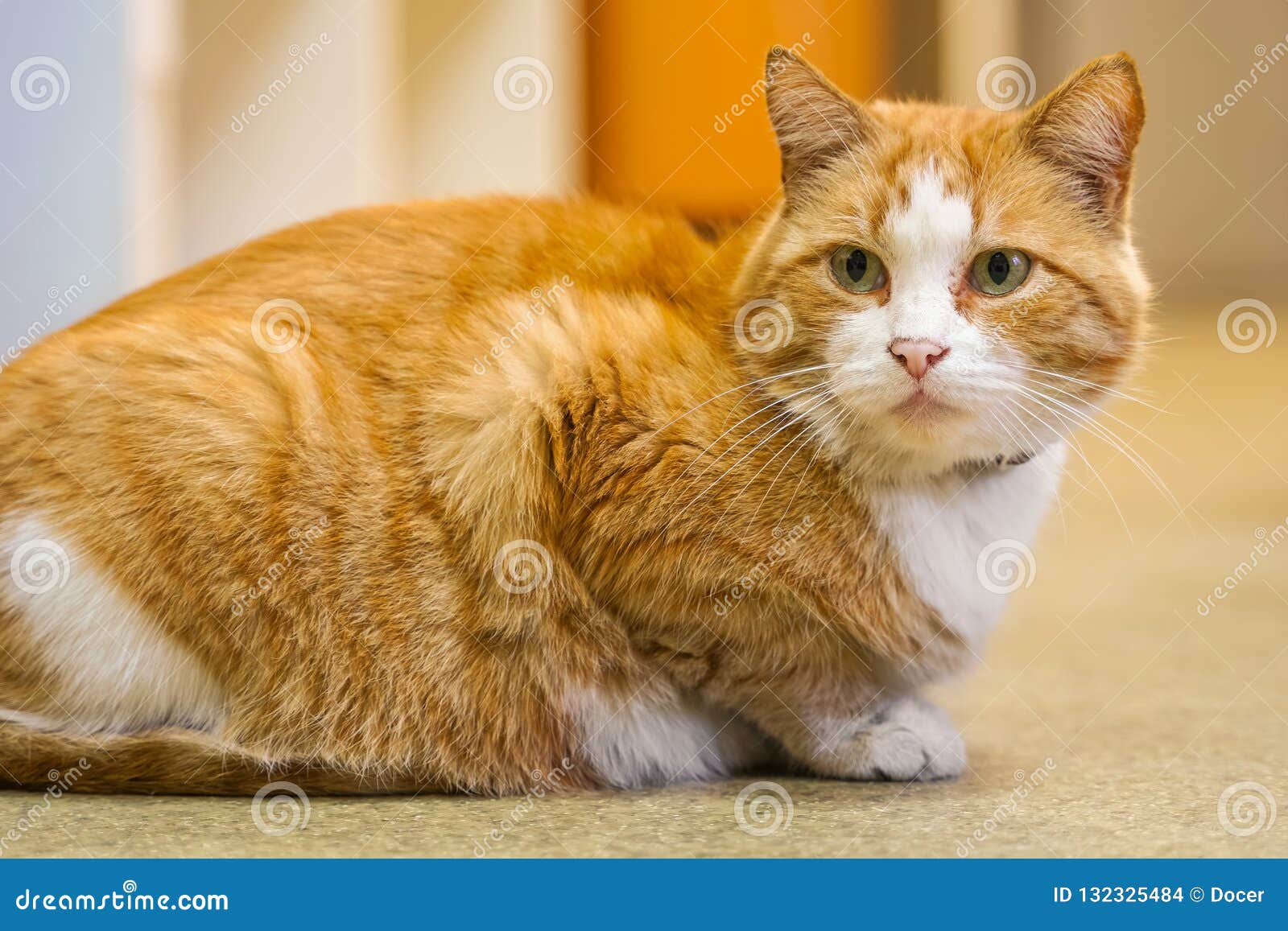 Big pensive ginger cat stock photo. Image of copy, ginger - 132325484