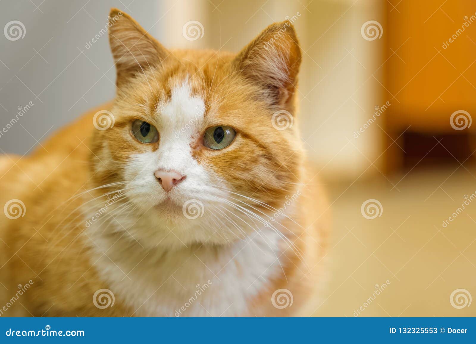 Big pensive ginger cat stock image. Image of animal - 132325553