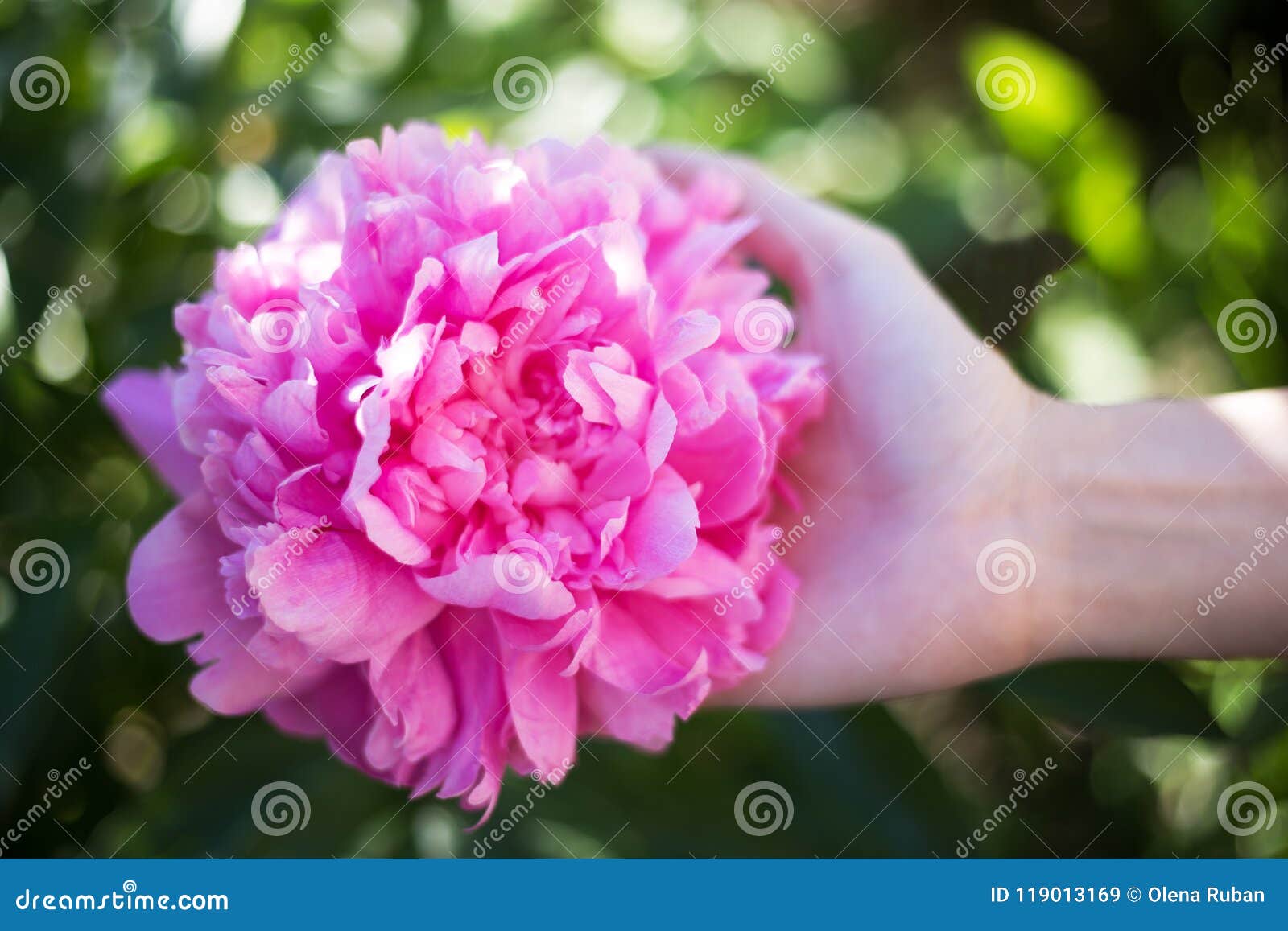 Big peony in woman`s hand stock image. Image of bunch - 119013169