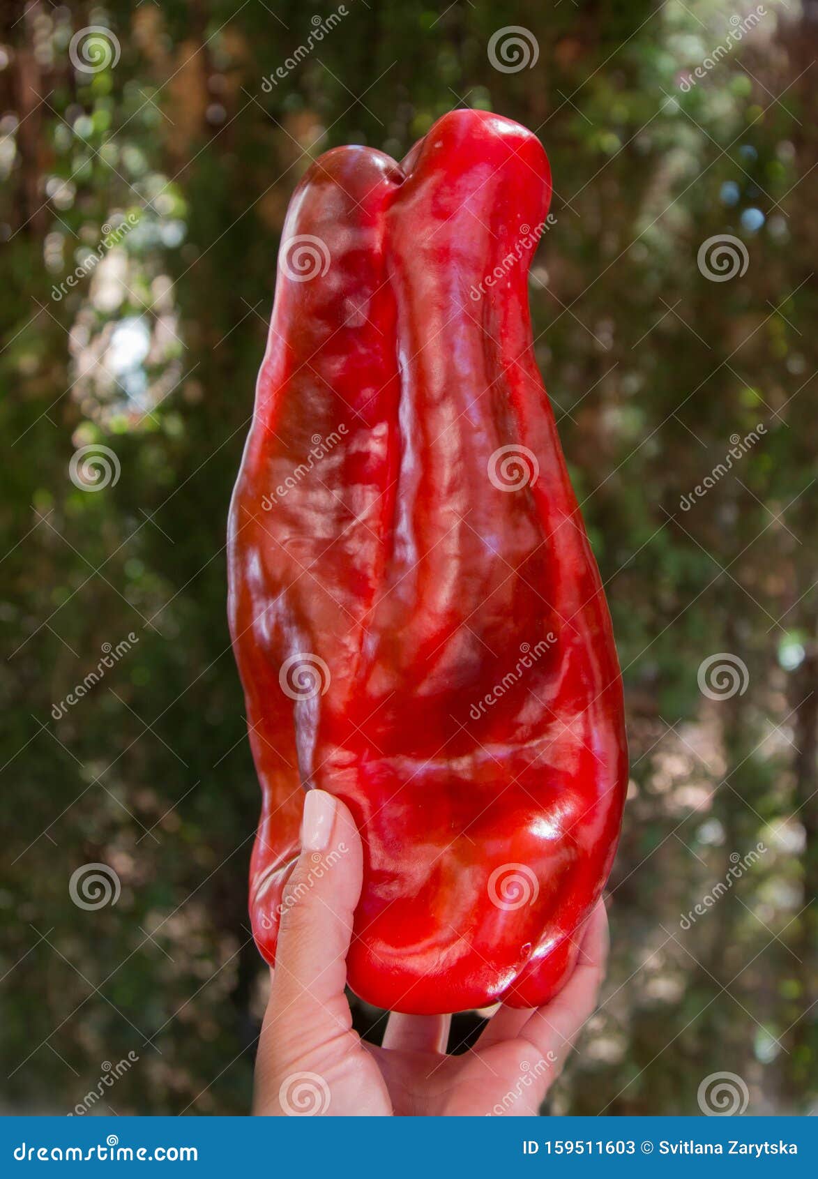 Big Pepper on a Background of Leaves Stock Image - Image of fresh ...