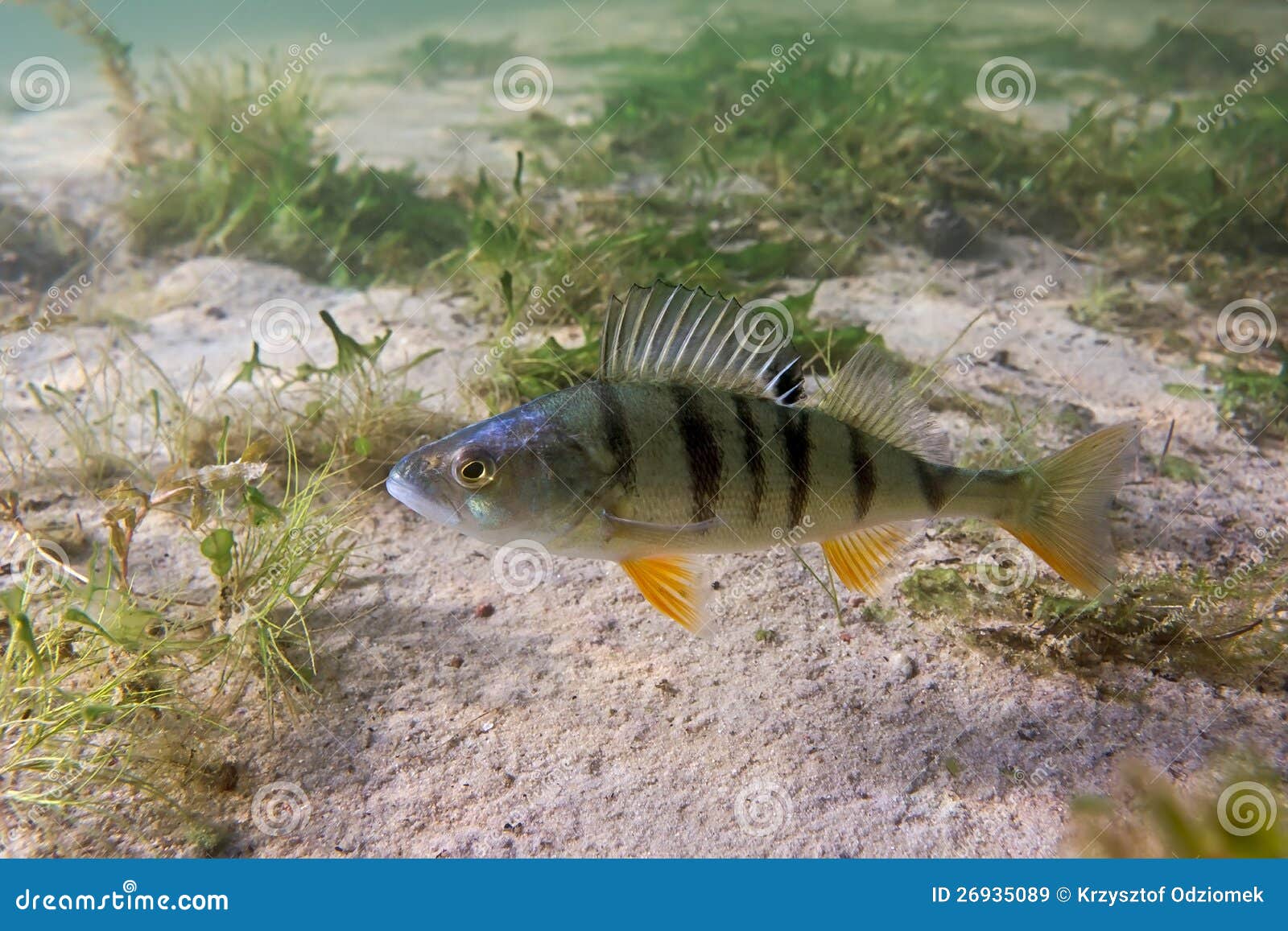 Big perch stock image. Image of perch, summer, underwater - 26935089