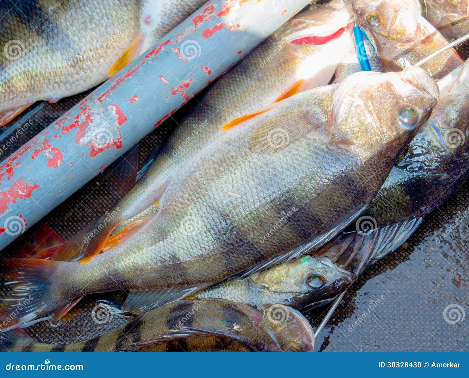 Big perch stock photo. Image of hobbies, healthy, sunlight - 30328430